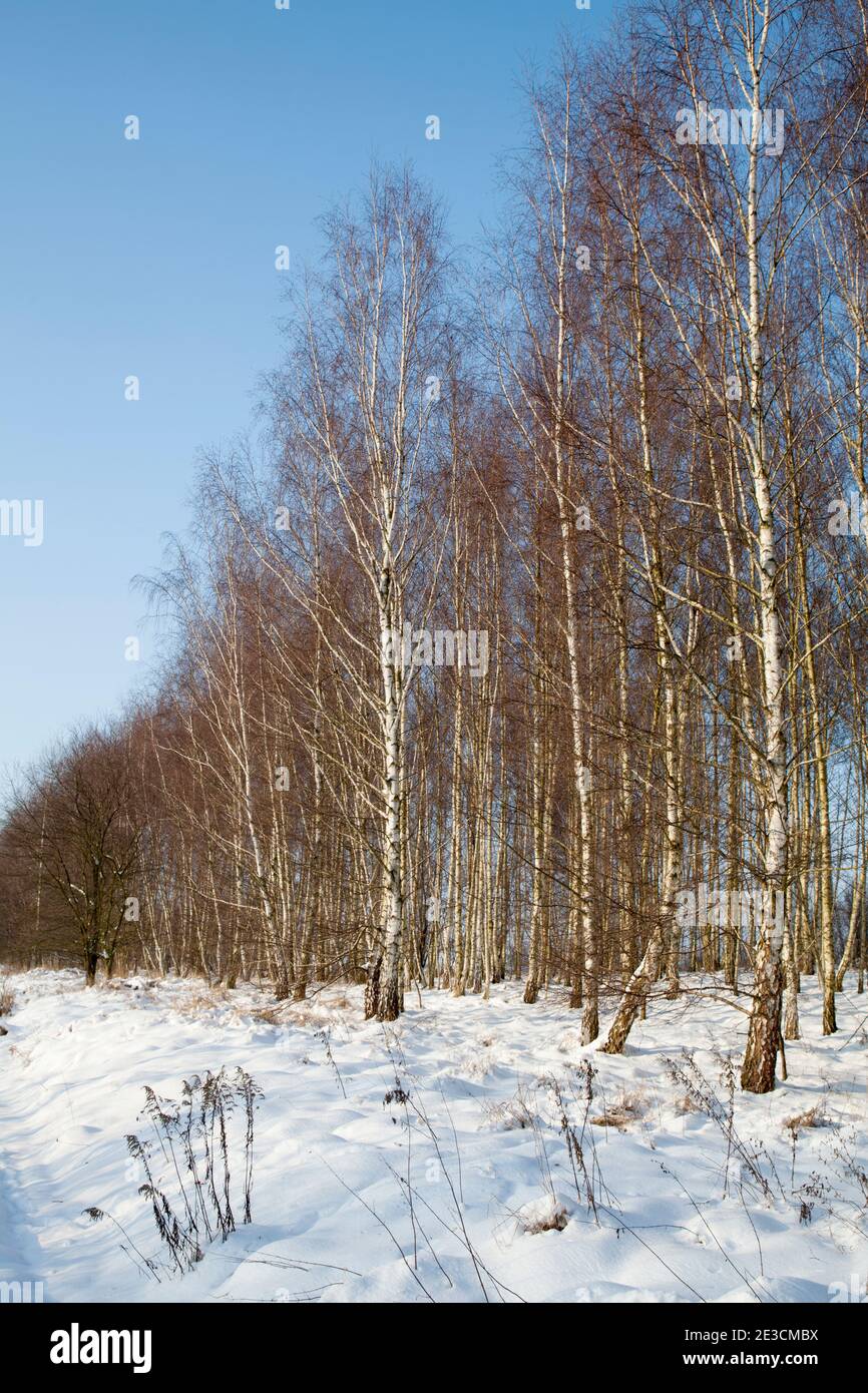 Winter landscape snowy trees hi-res stock photography and images - Alamy