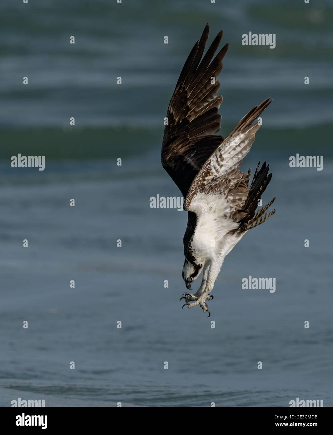 Osprey Fishing in Florida Stock Photo - Alamy