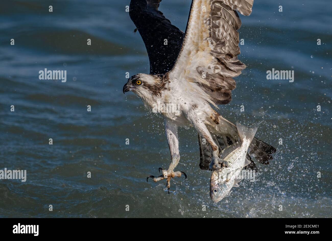 Osprey Fishing in Florida Stock Photo - Alamy
