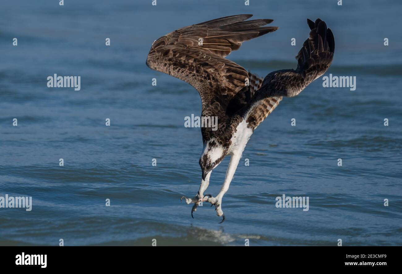 Osprey Fishing in Florida Stock Photo - Alamy