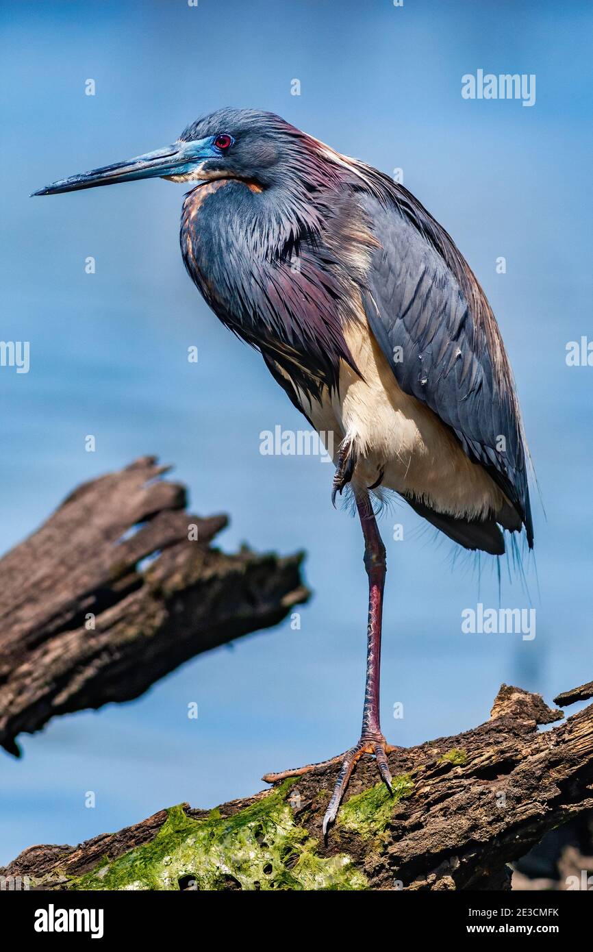 Portrait of a tricolored heron standing on one foot Stock Photo - Alamy