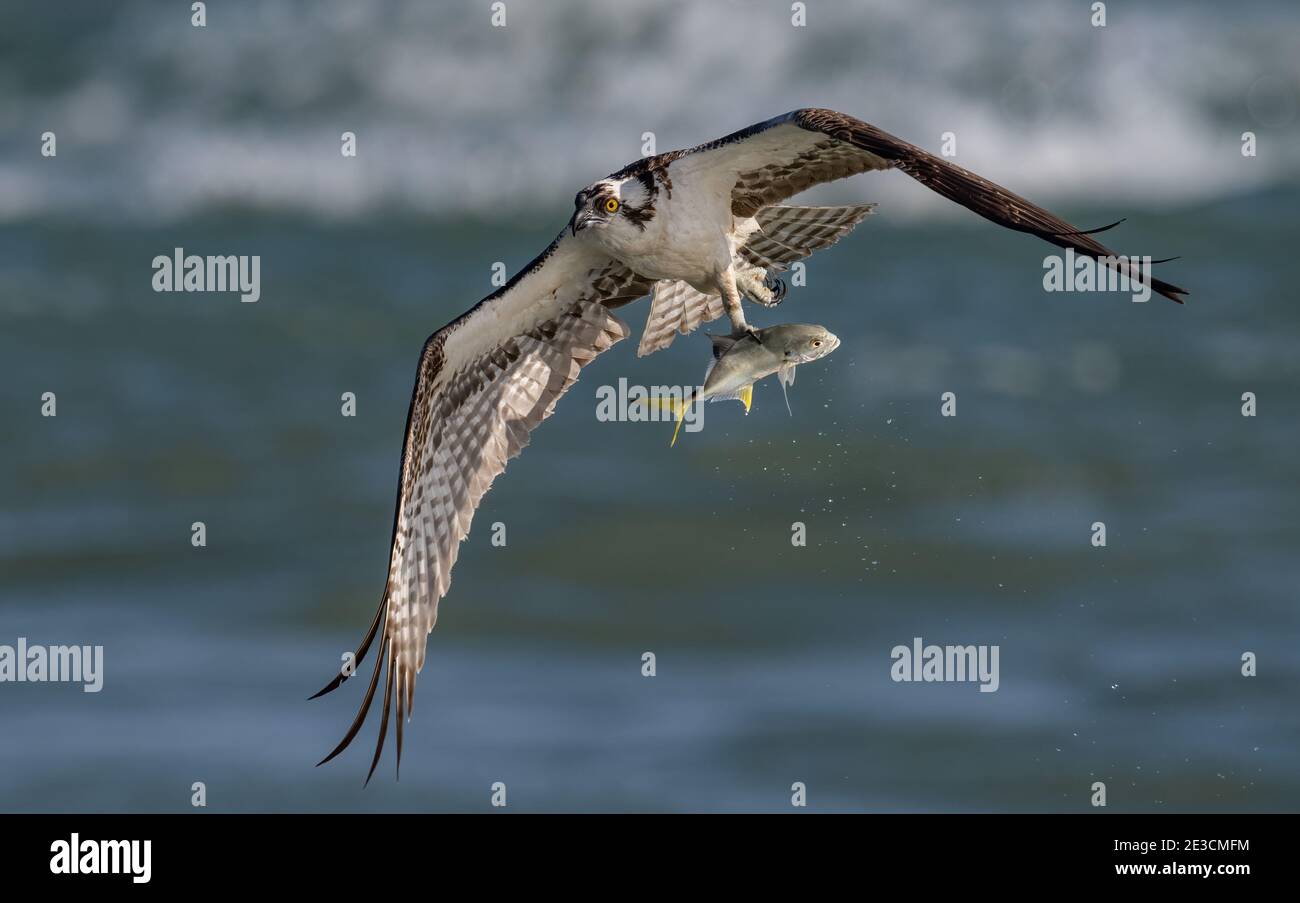 Osprey Fishing in Florida Stock Photo - Alamy
