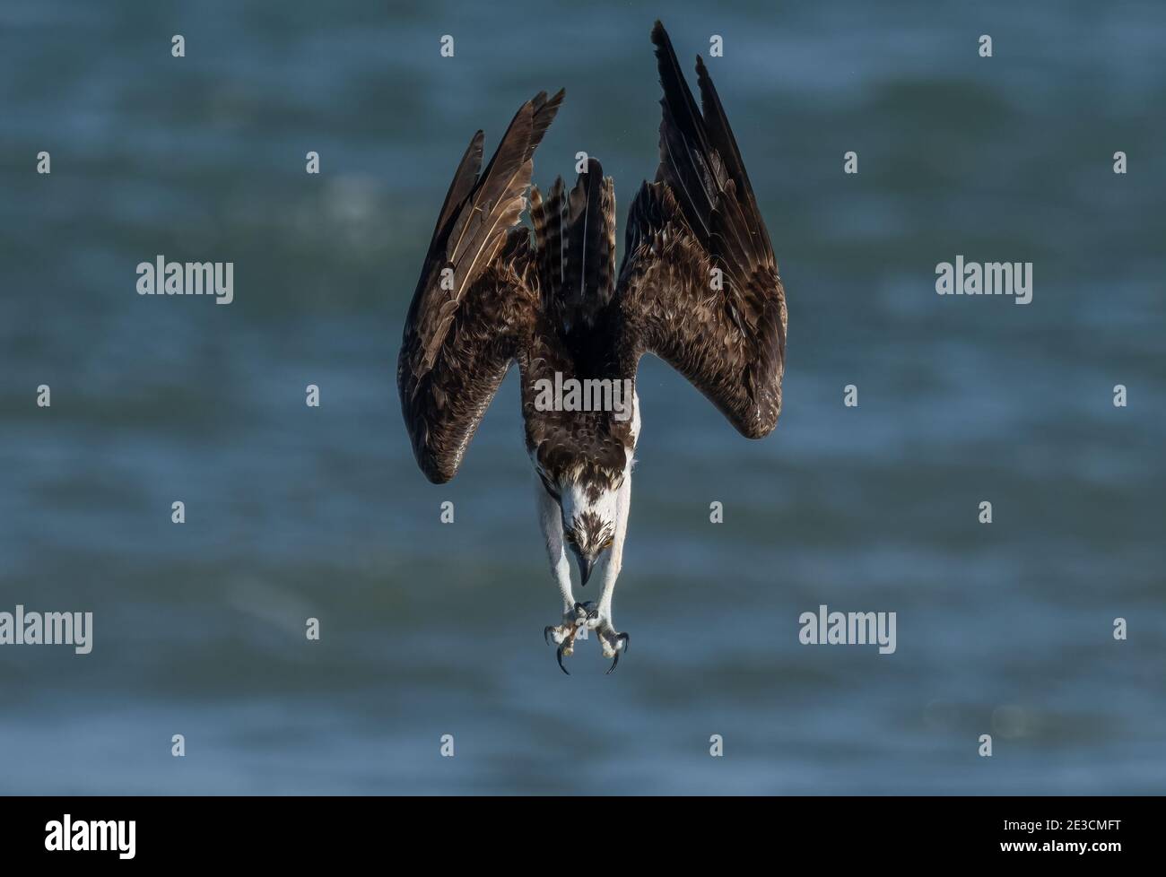 Osprey Fishing in Florida Stock Photo - Alamy