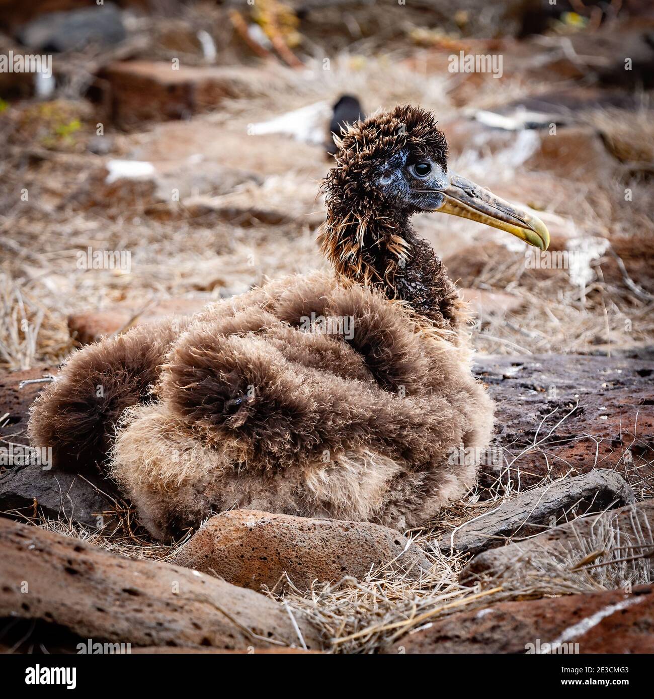 Chick wildlife hi-res stock photography and images - Alamy