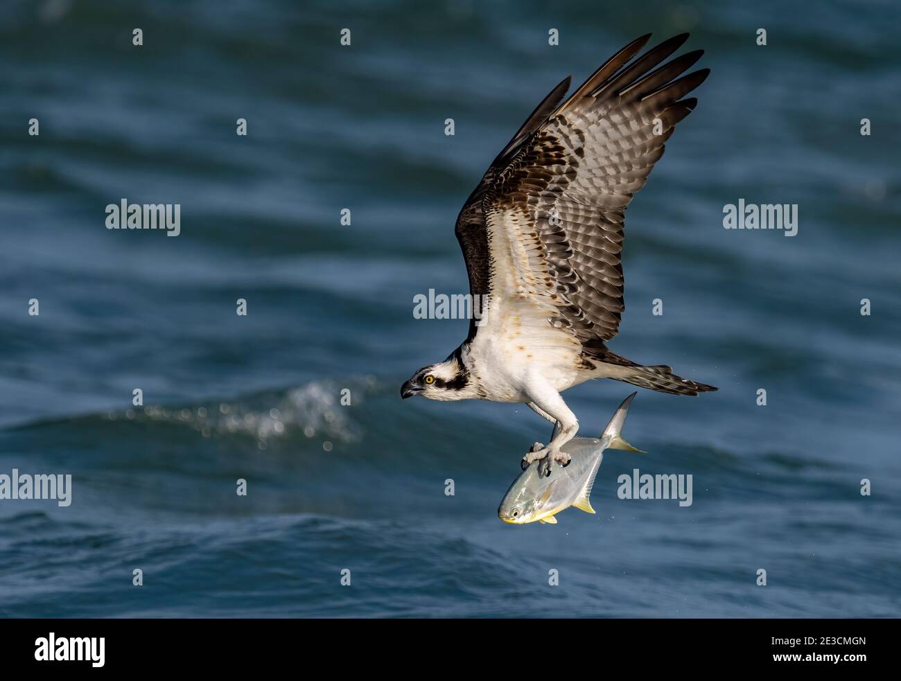 Osprey Fishing in Florida Stock Photo - Alamy