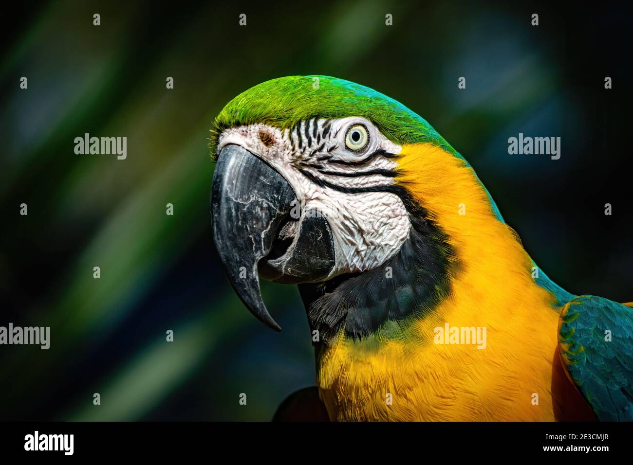 Green and yellow macaw hi-res stock photography and images - Alamy