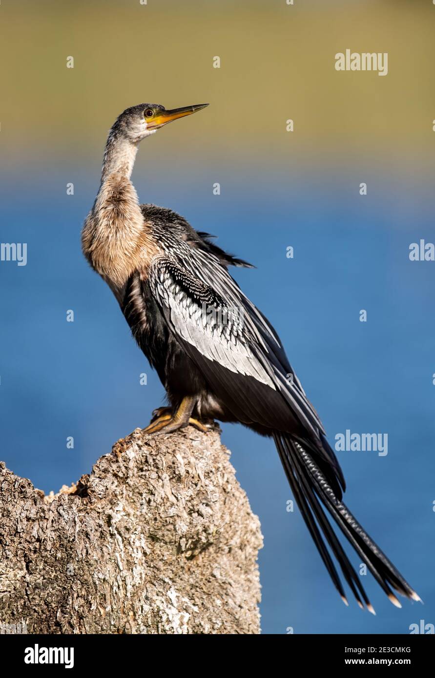 An anhinga in Florida Stock Photo - Alamy
