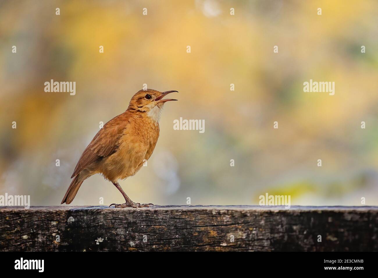 Rufous hornero hi-res stock photography and images - Alamy