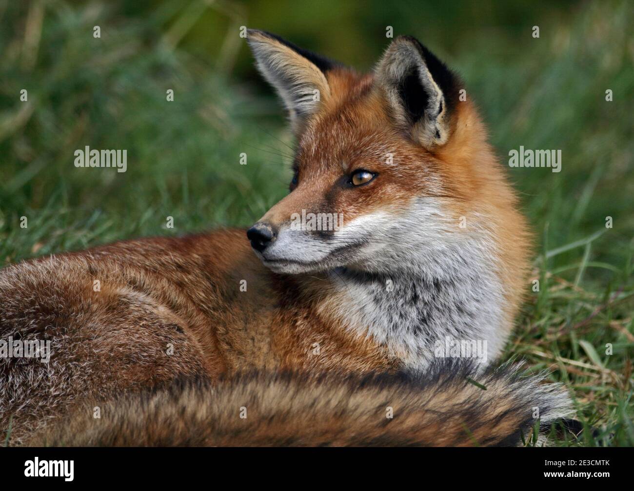 European Red Fox (vulpes vulpes Stock Photo - Alamy