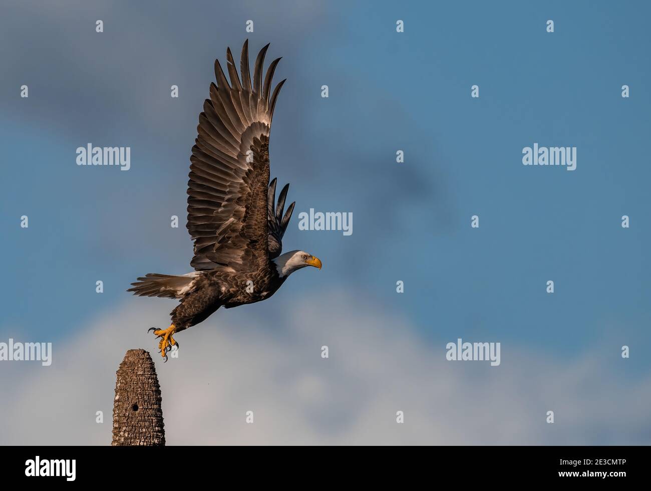 A bald eagle in Florida Stock Photo - Alamy