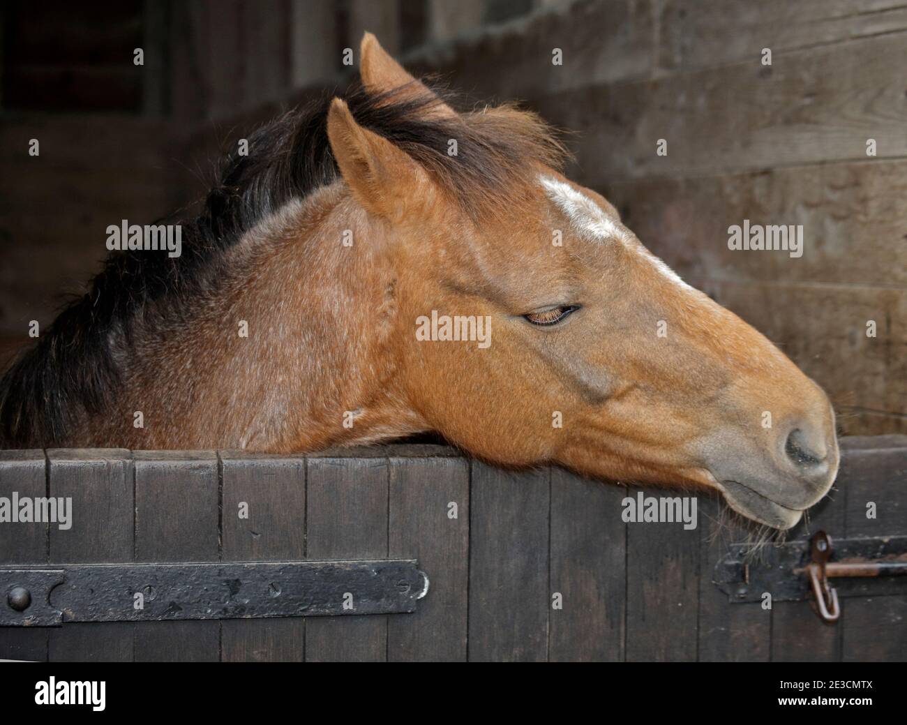 Ponies in stables hi-res stock photography and images - Alamy