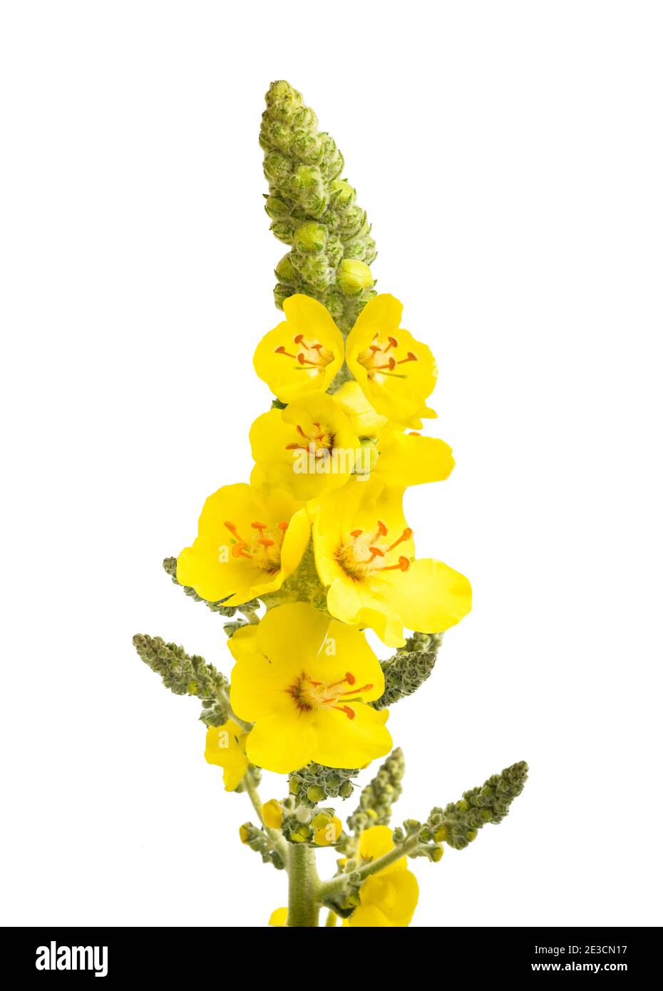 Mullein flowers isolated on white background Stock Photo - Alamy