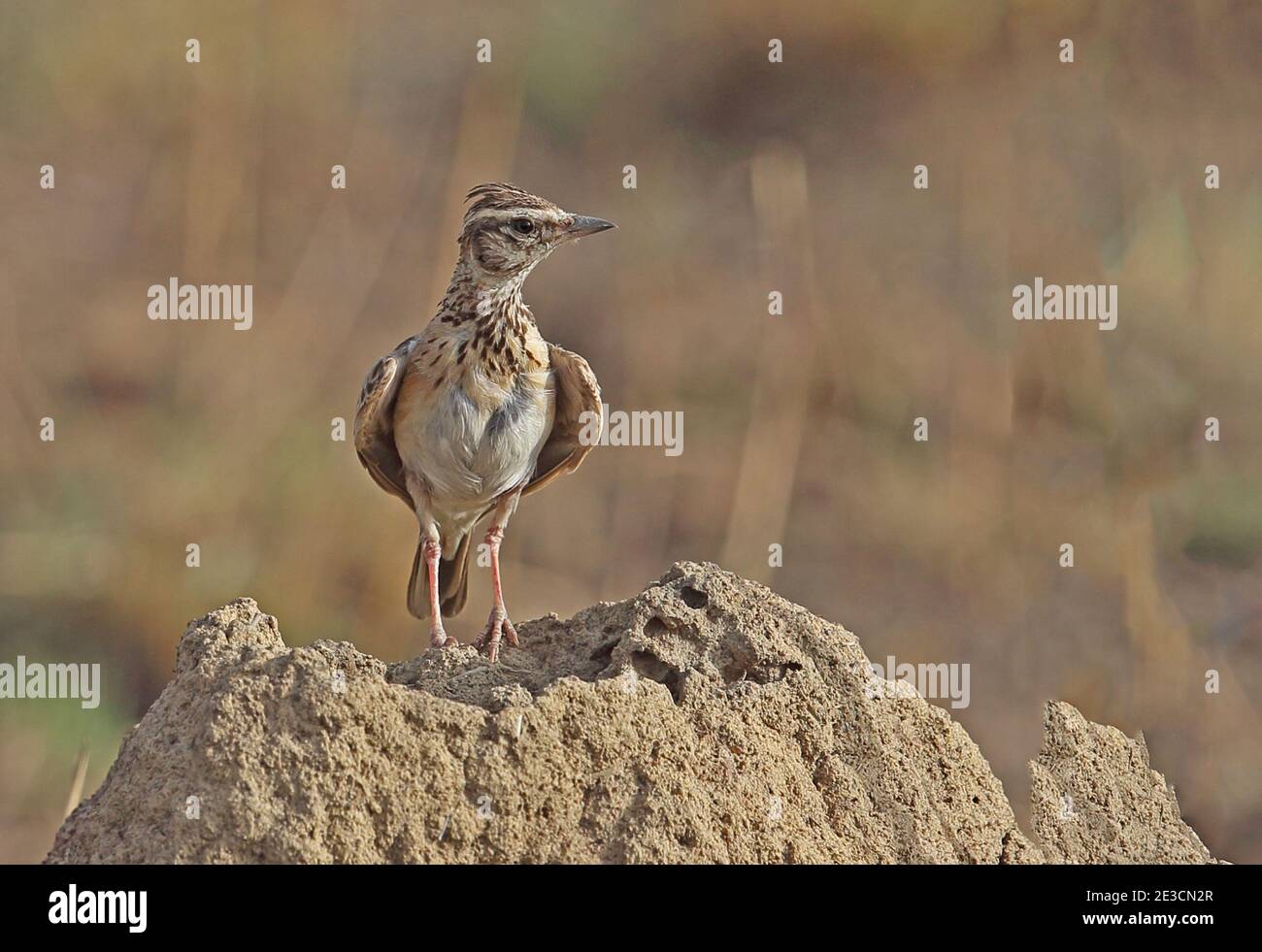 Sun Lark (Galerida modesta modesta) adult standing on earth mound Mole ...