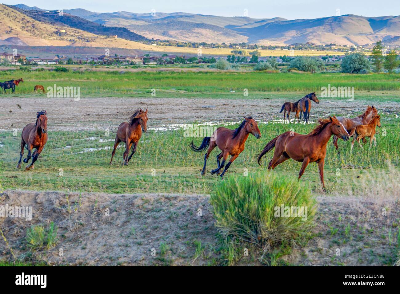 Nevada horses hi-res stock photography and images - Alamy