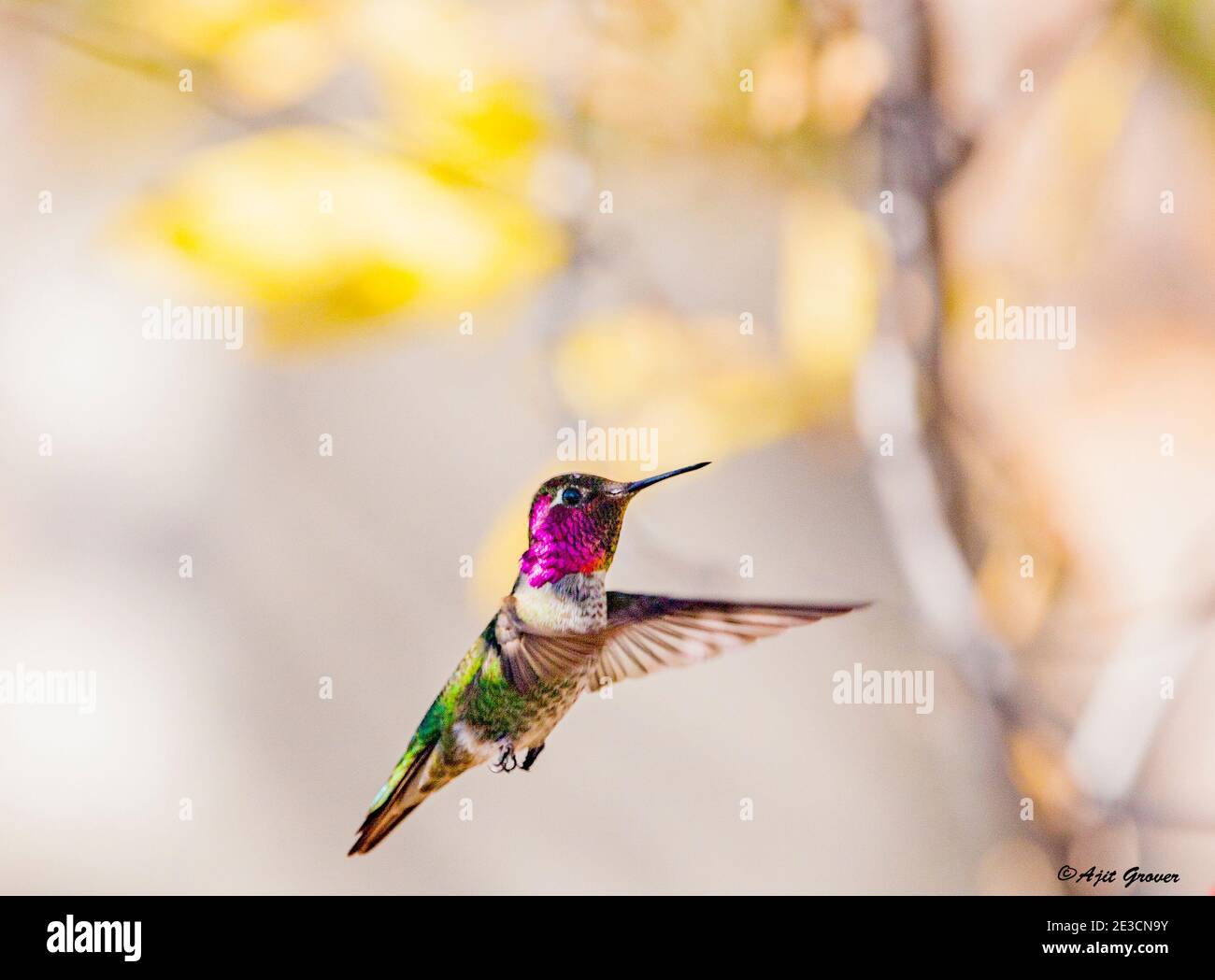 Hummer bird hi-res stock photography and images - Alamy