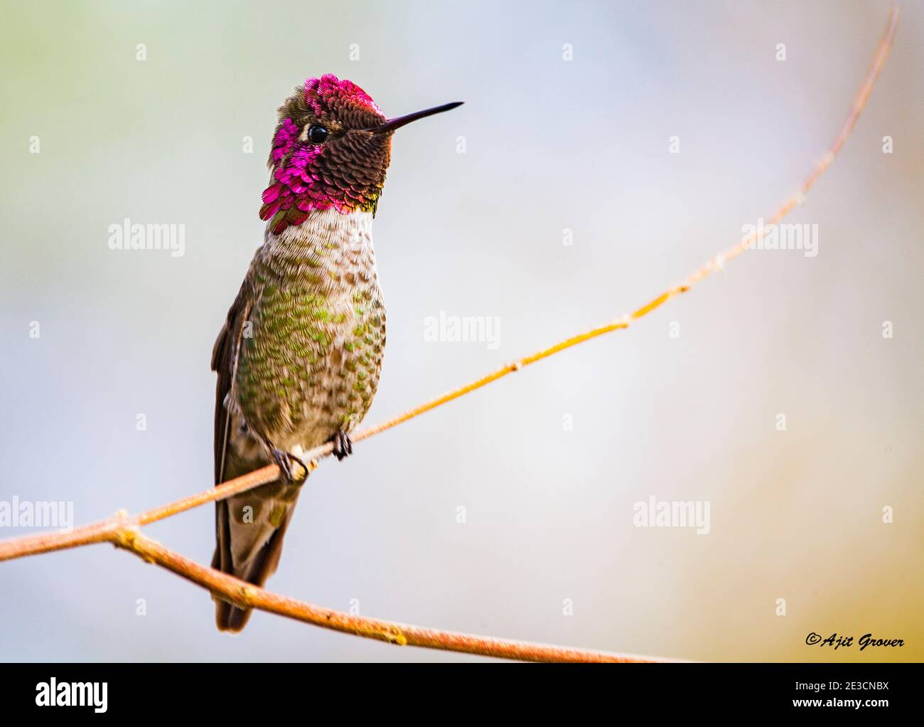Humming bird bird hi-res stock photography and images - Alamy