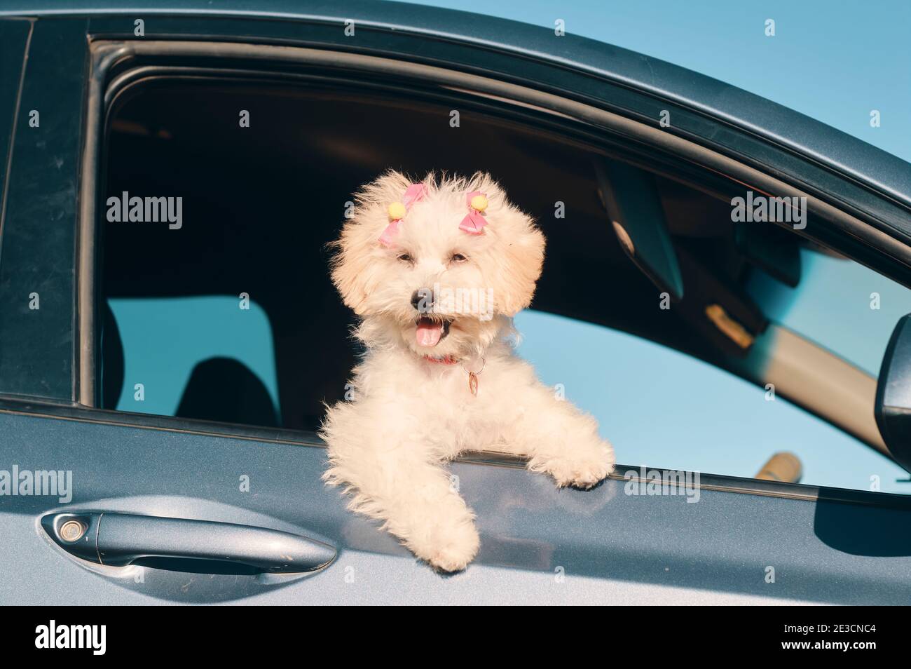 A side view of a happy french poodle mini puppy dog with hair clips ...