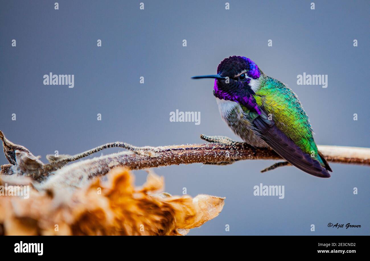 Humming bird hi-res stock photography and images - Alamy