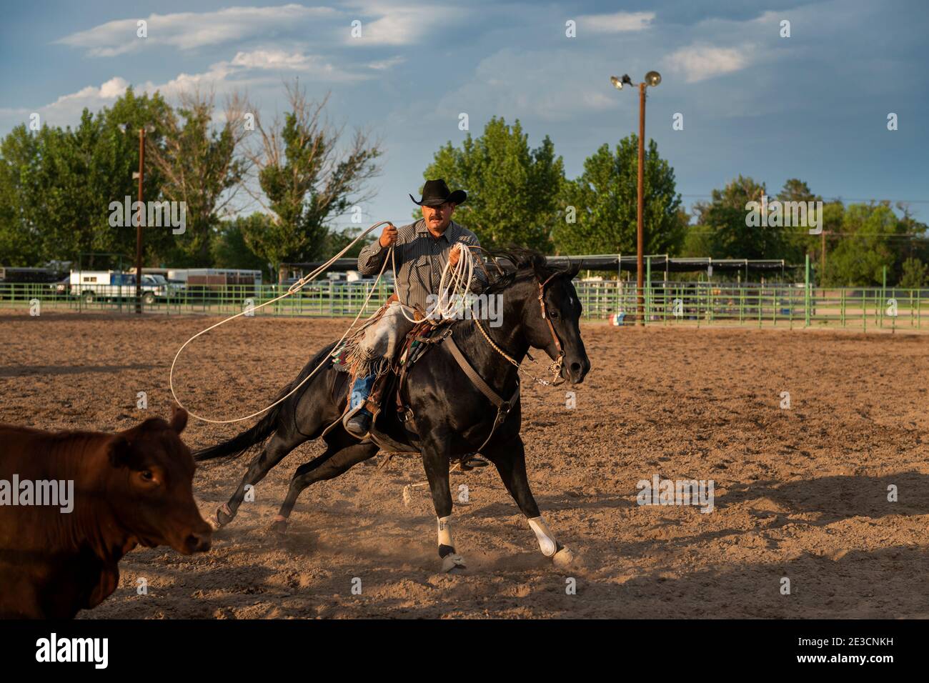 Fallon, Nevada - August 2, 2014: A cowboy on horseback roping a calf in ...