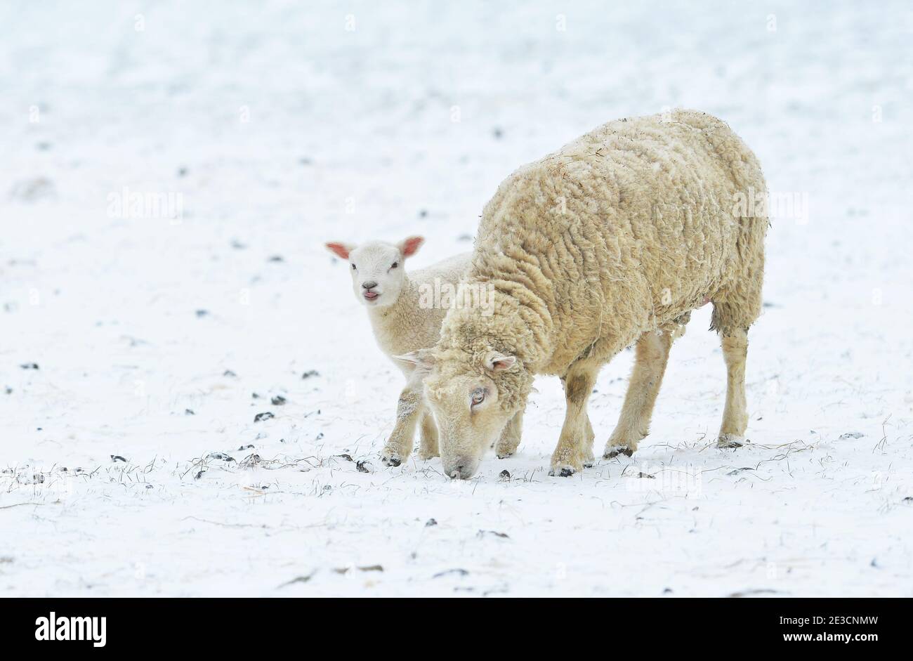 Sheep in snow storm hi-res stock photography and images - Alamy