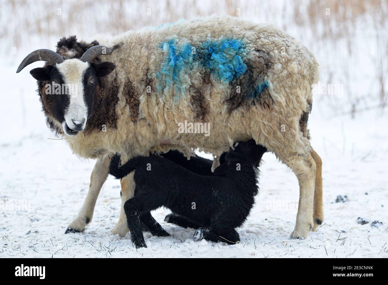 Sheep in the snow in Leicestershire Stock Photo - Alamy