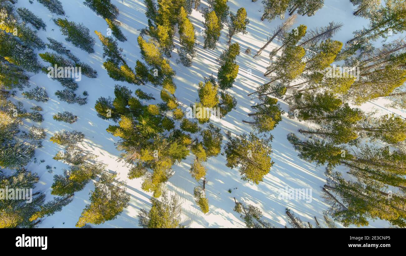Flying drone trees hi-res stock photography and images - Alamy