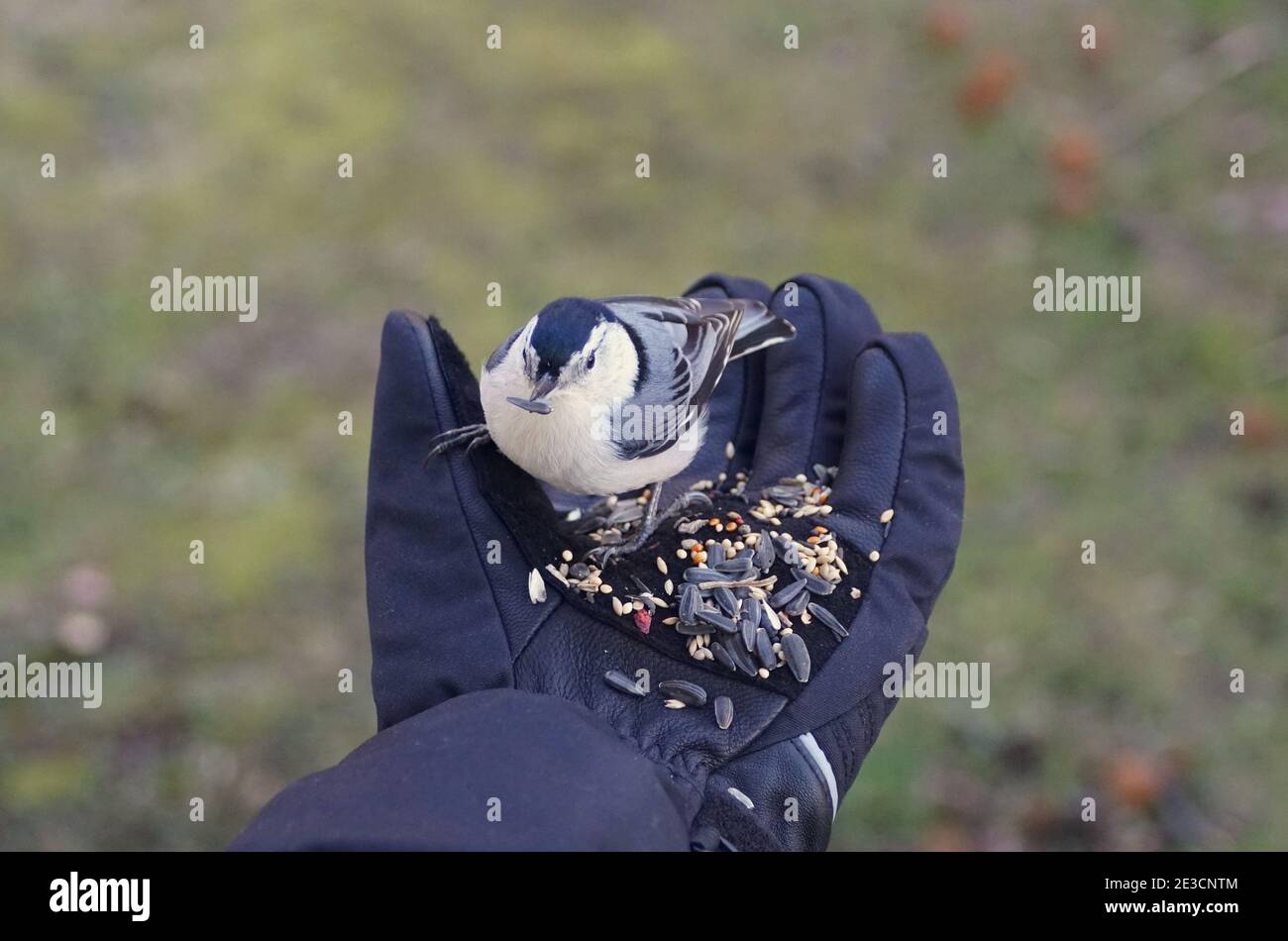 Hand-feeding a white-breasted nuthatch with the mixed of wild seeds and ...