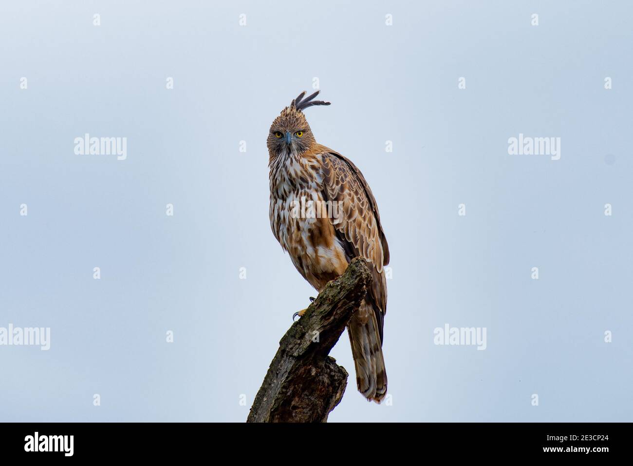 Birds Found In India Stock Photo - Alamy