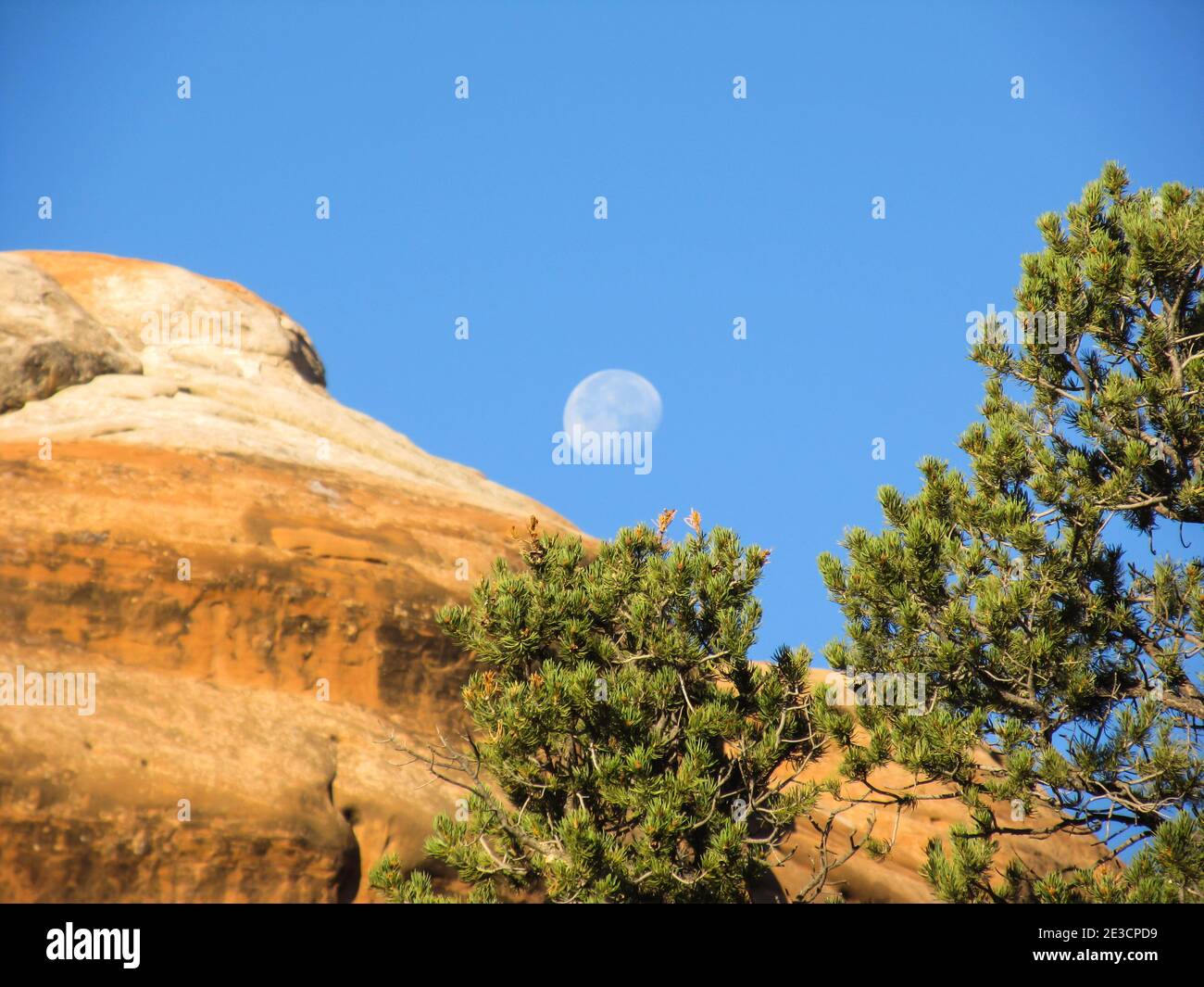 Pinyon juniper hi-res stock photography and images - Alamy
