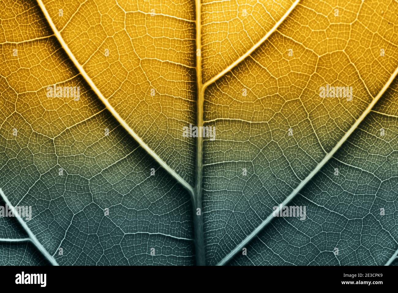 Abstract bicolor background graphic art with trendcolors tidewater ...