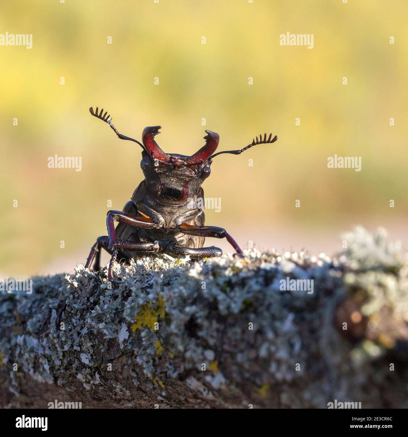 European Stag Beetle (Lucanus cervus Stock Photo - Alamy