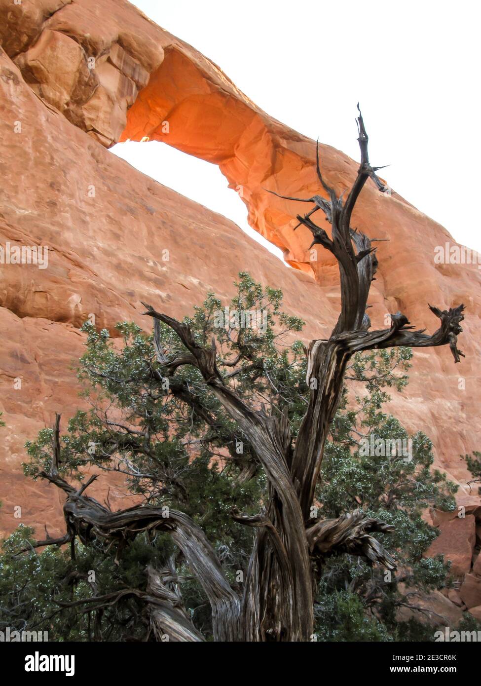 Tree small twisted branches hi-res stock photography and images - Alamy