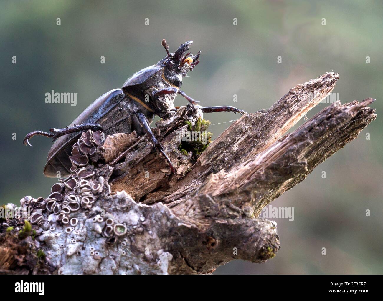 European Stag Beetle (Lucanus cervus Stock Photo - Alamy