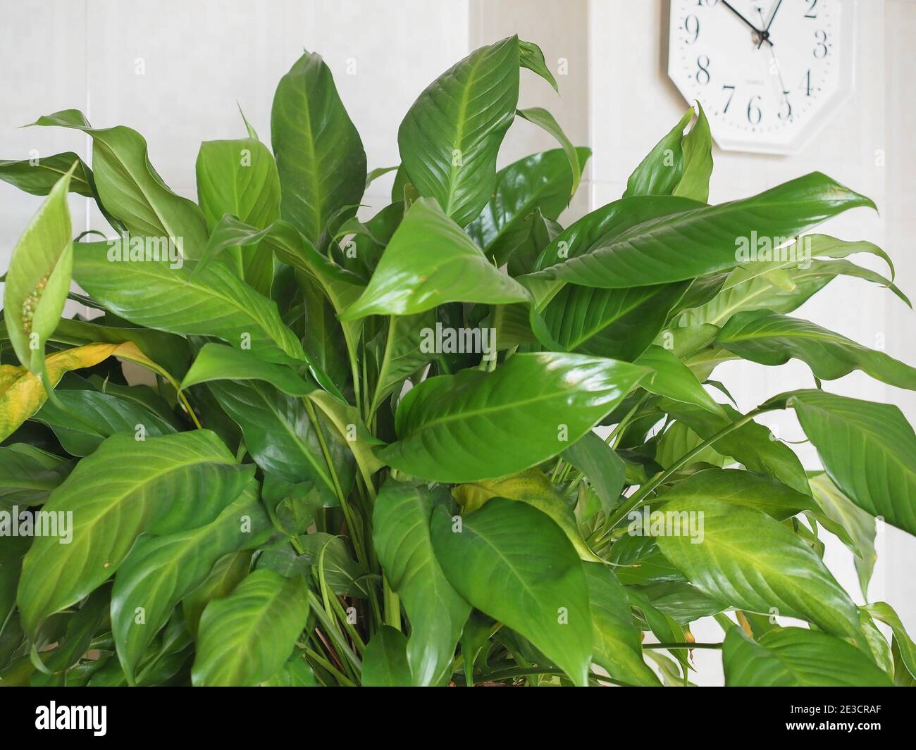 waiting concept with house plant and wall clock Stock Photo - Alamy