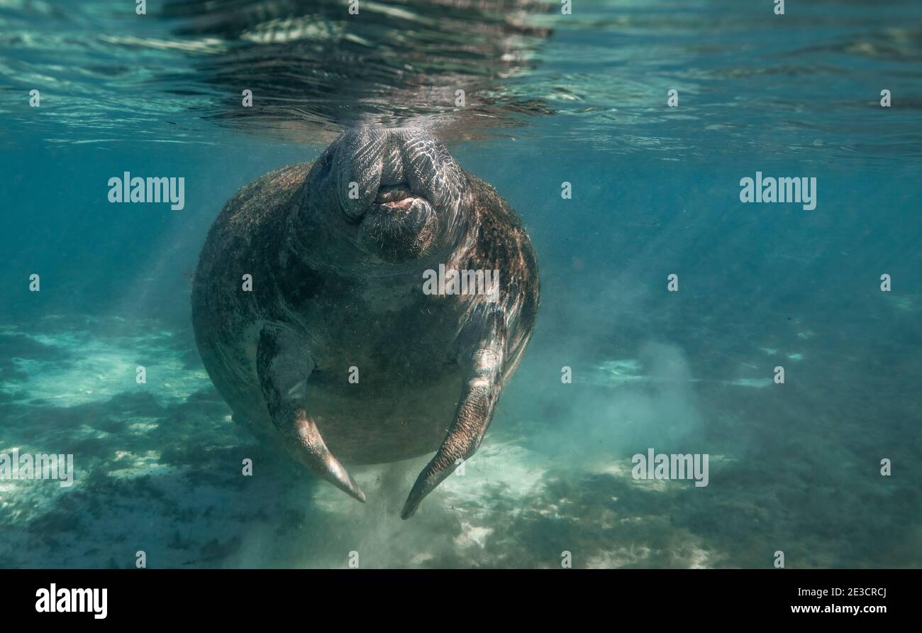 Underwater ocean hot springs in hi-res stock photography and images - Alamy