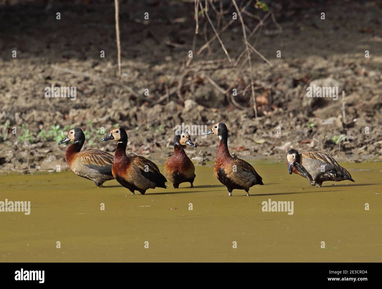 White-faced Whistling-duck (Dendrocygna viduata) five adults in bathing ...