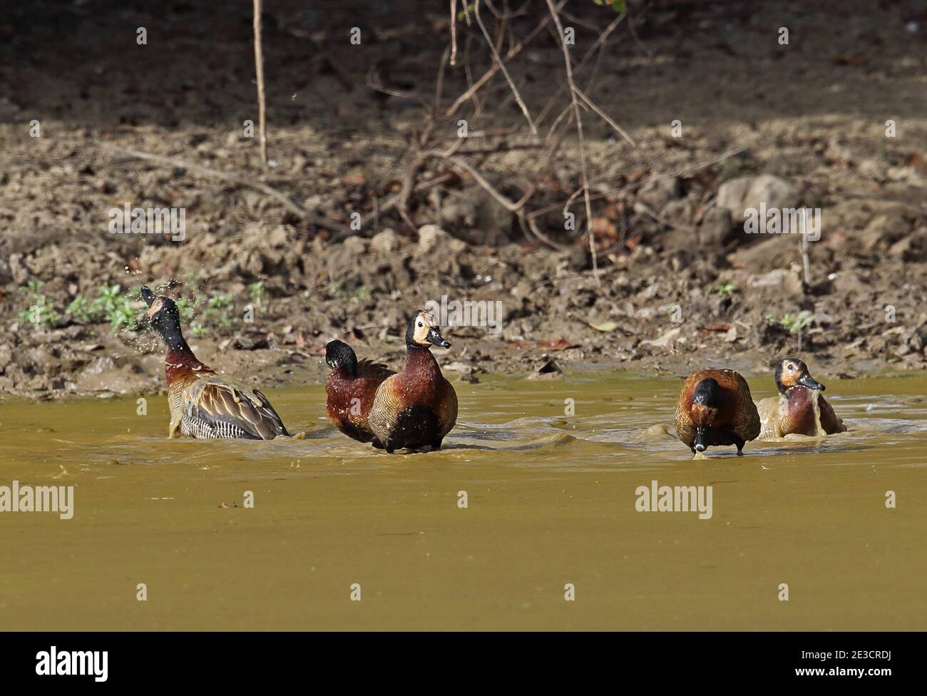 White-faced Whistling-duck (Dendrocygna viduata) five adults in bathing ...