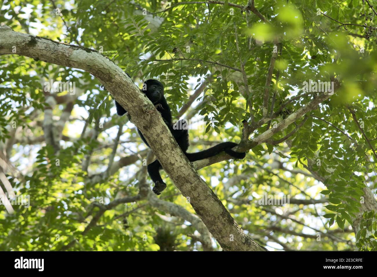 Yaxha, Guatemala, Central America: Howler monkey (genus Alouatta) on a ...