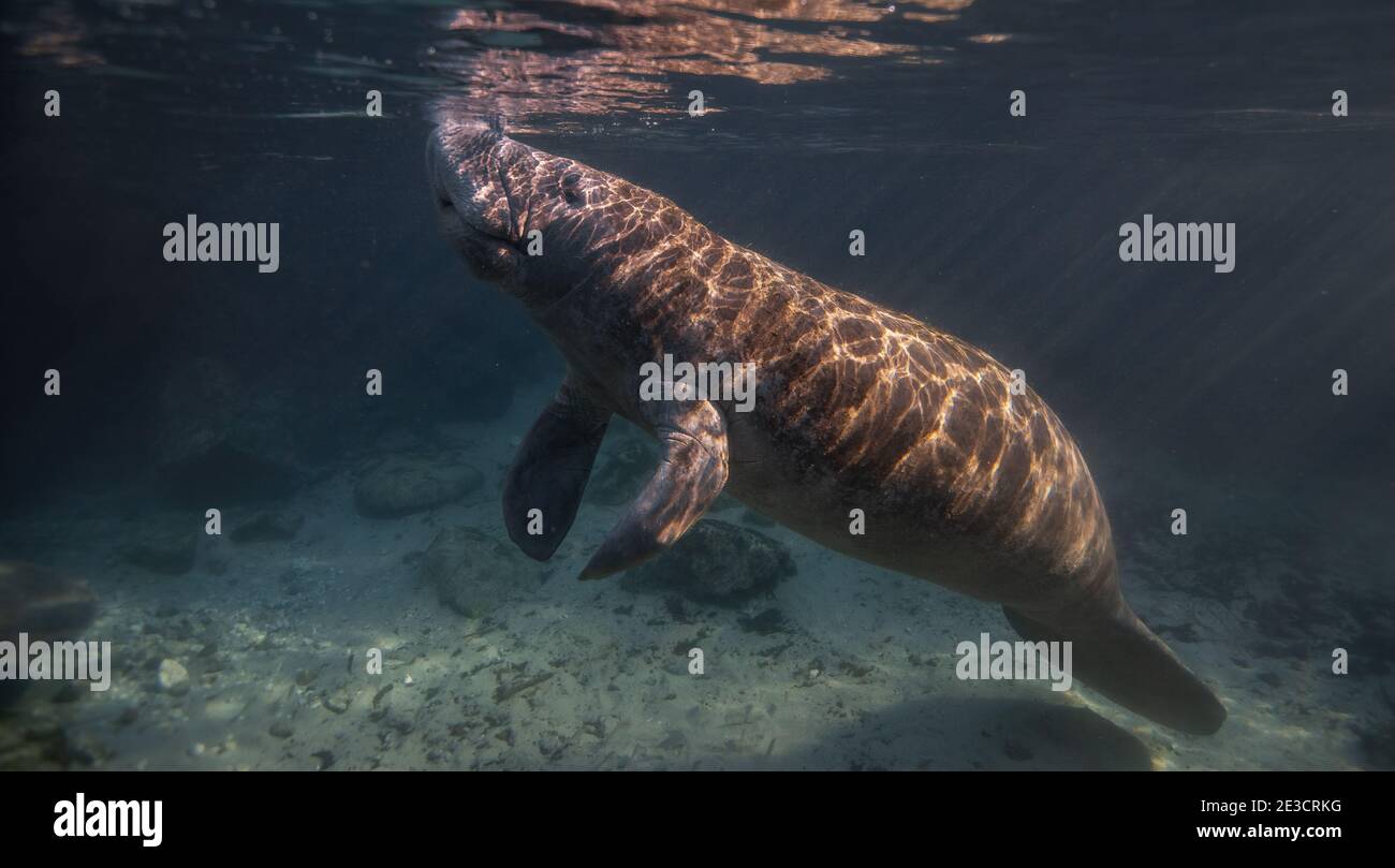 Endangered florida manatee three hi-res stock photography and images ...