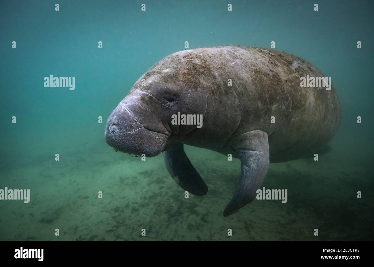 Endangered florida manatee three hi-res stock photography and images ...