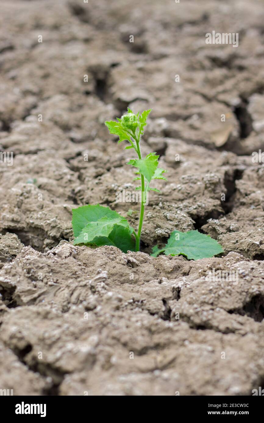 Transmission of plants to rough soils Stock Photo - Alamy