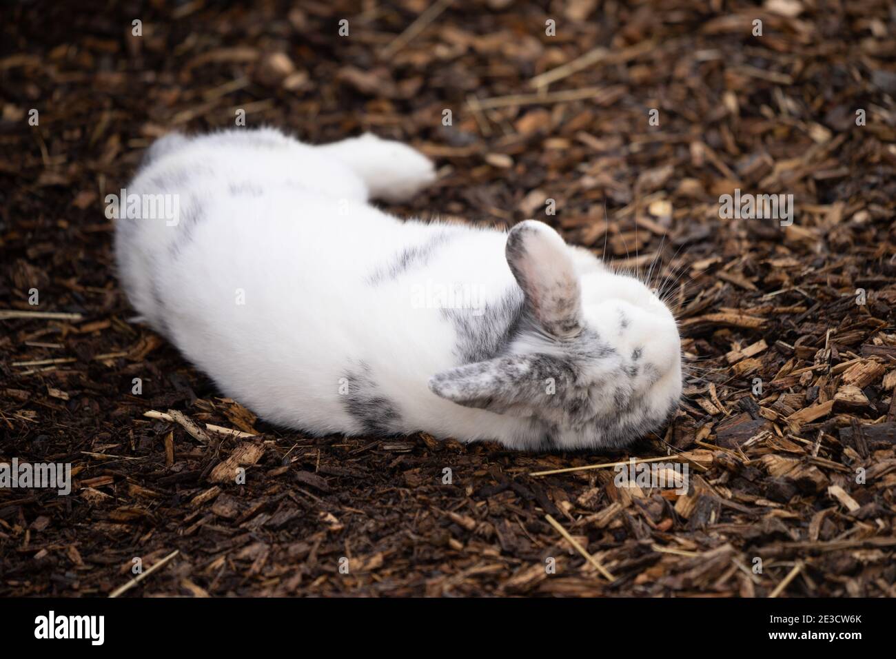 Selective focus shot of an adorable white rabbit sleeping on a ground ...
