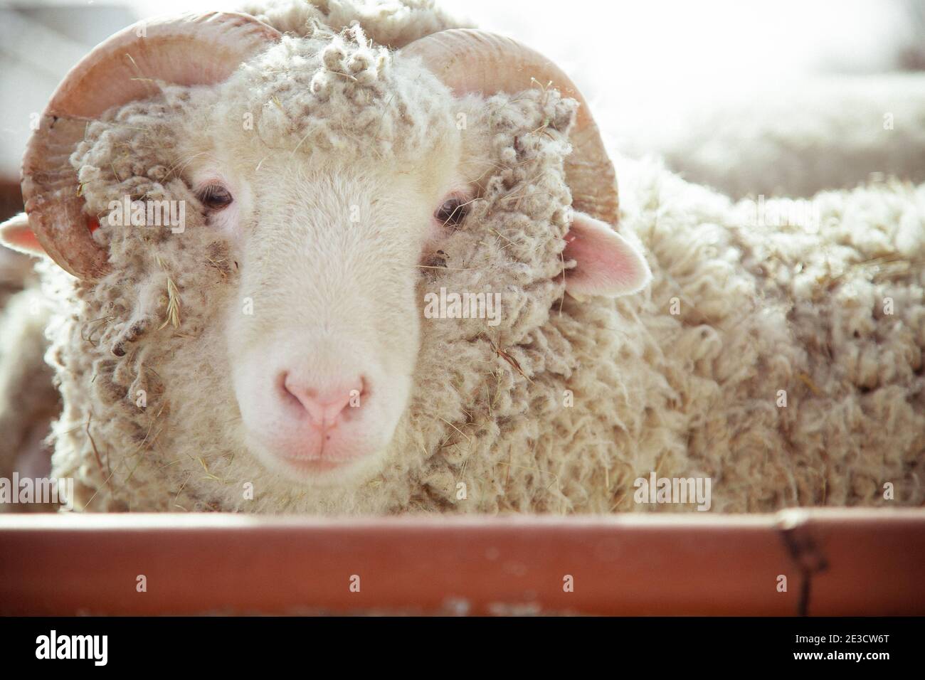 The boy and the ram hi-res stock photography and images - Alamy