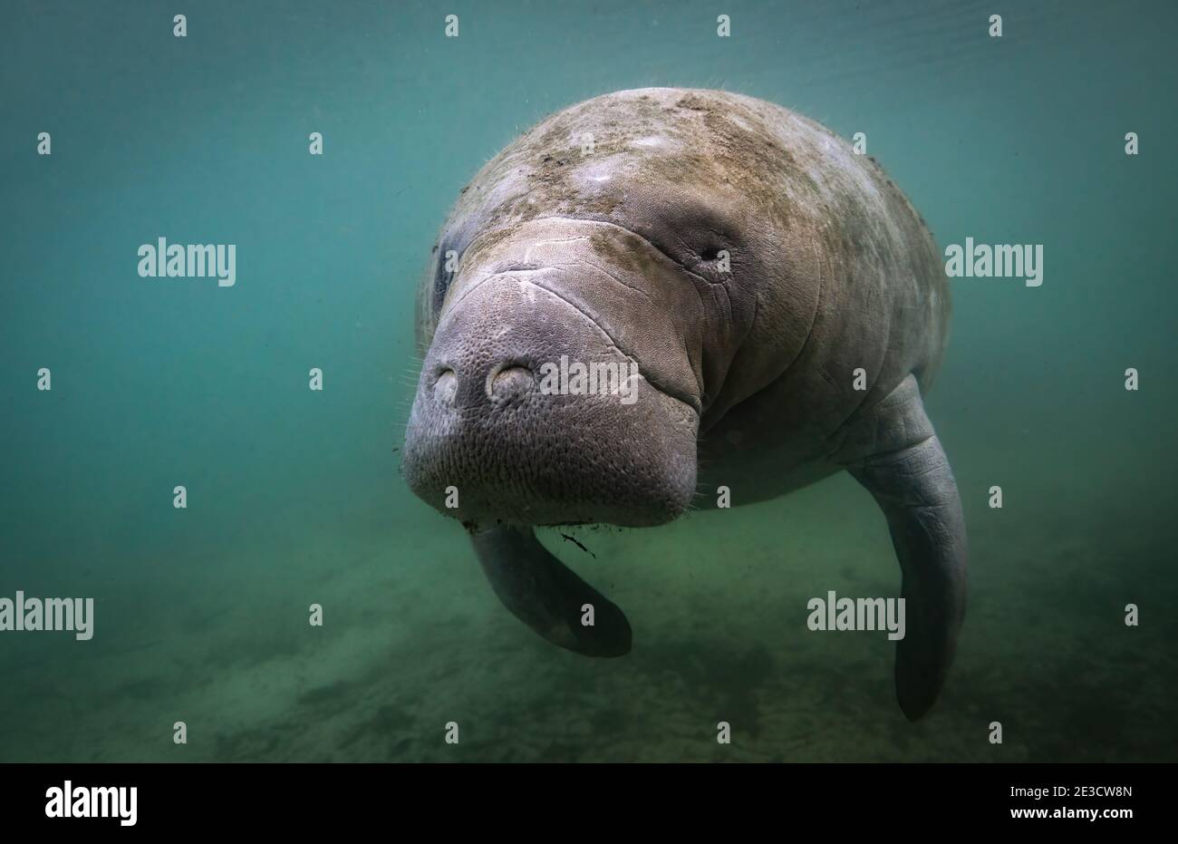 Endangered florida manatee three hi-res stock photography and images ...
