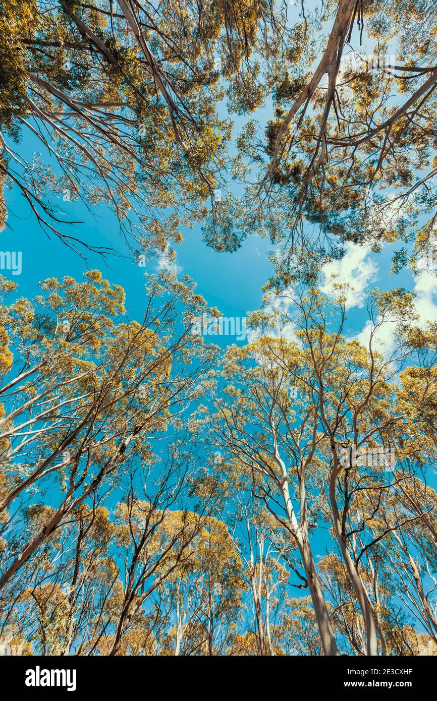 Looking up through a tree canopy into blue sky in a forest of gum trees ...