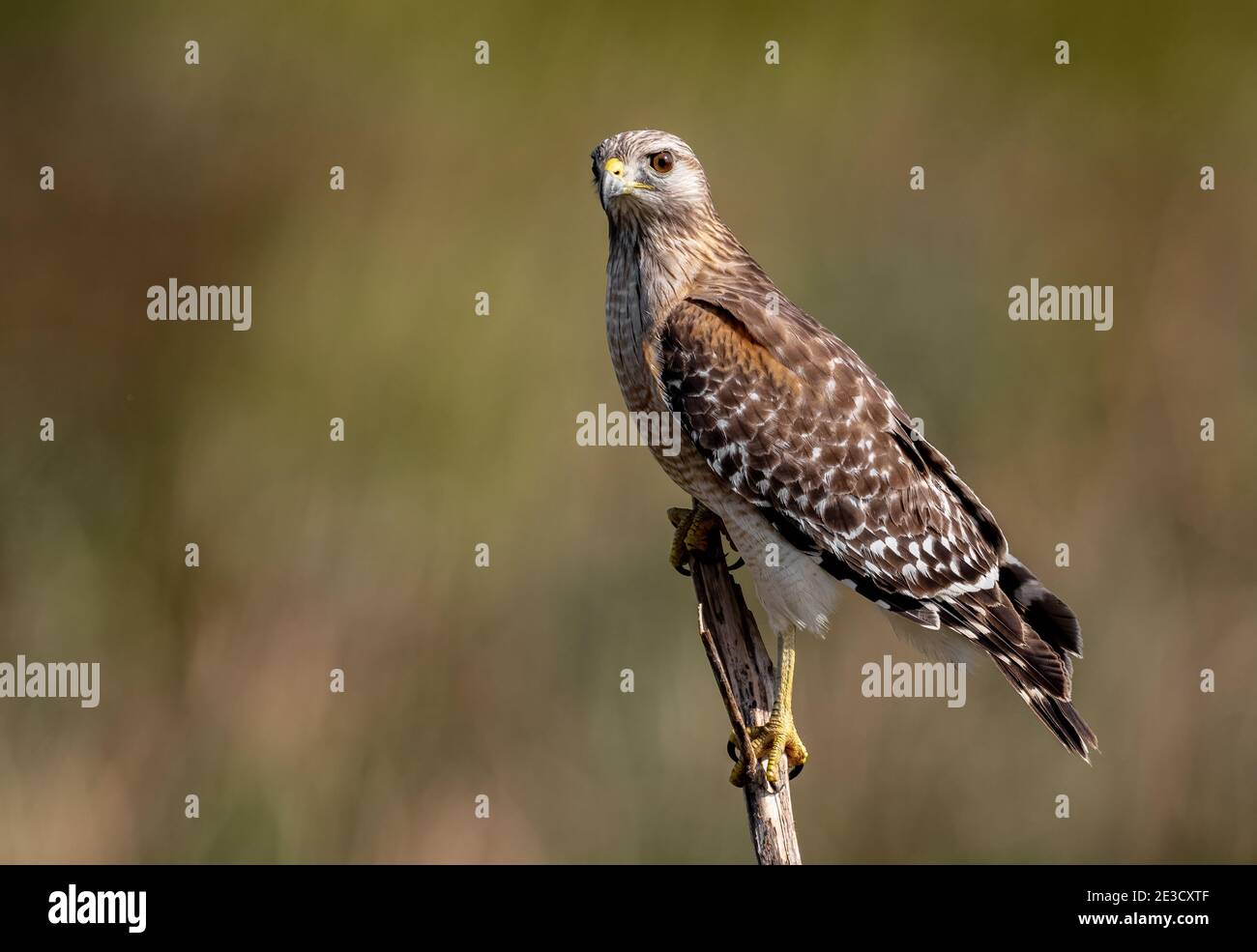 A red shouldered hawk in Florida Stock Photo - Alamy
