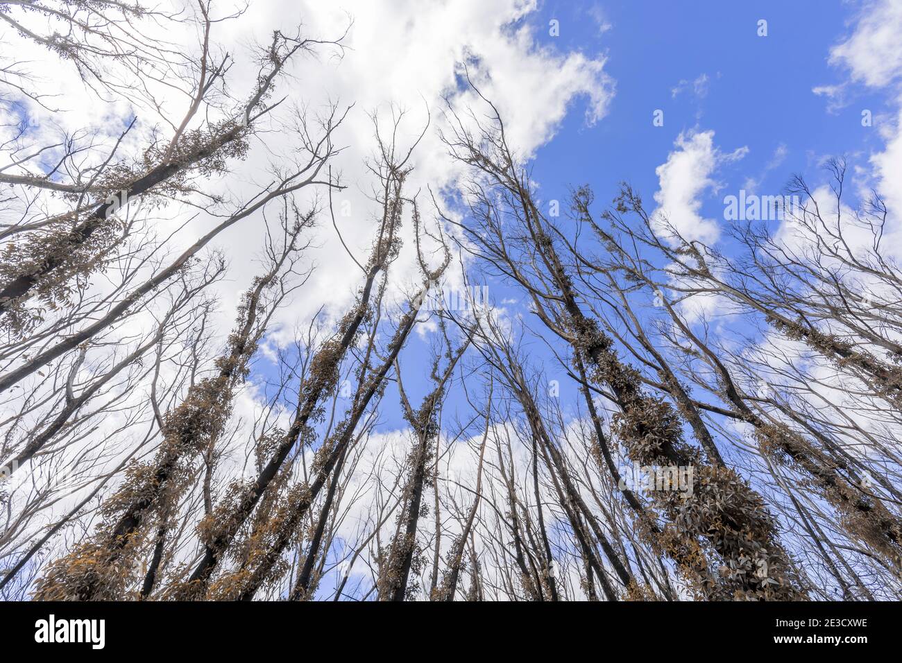 Looking up through a tree canopy into blue sky in a forest of gum trees ...