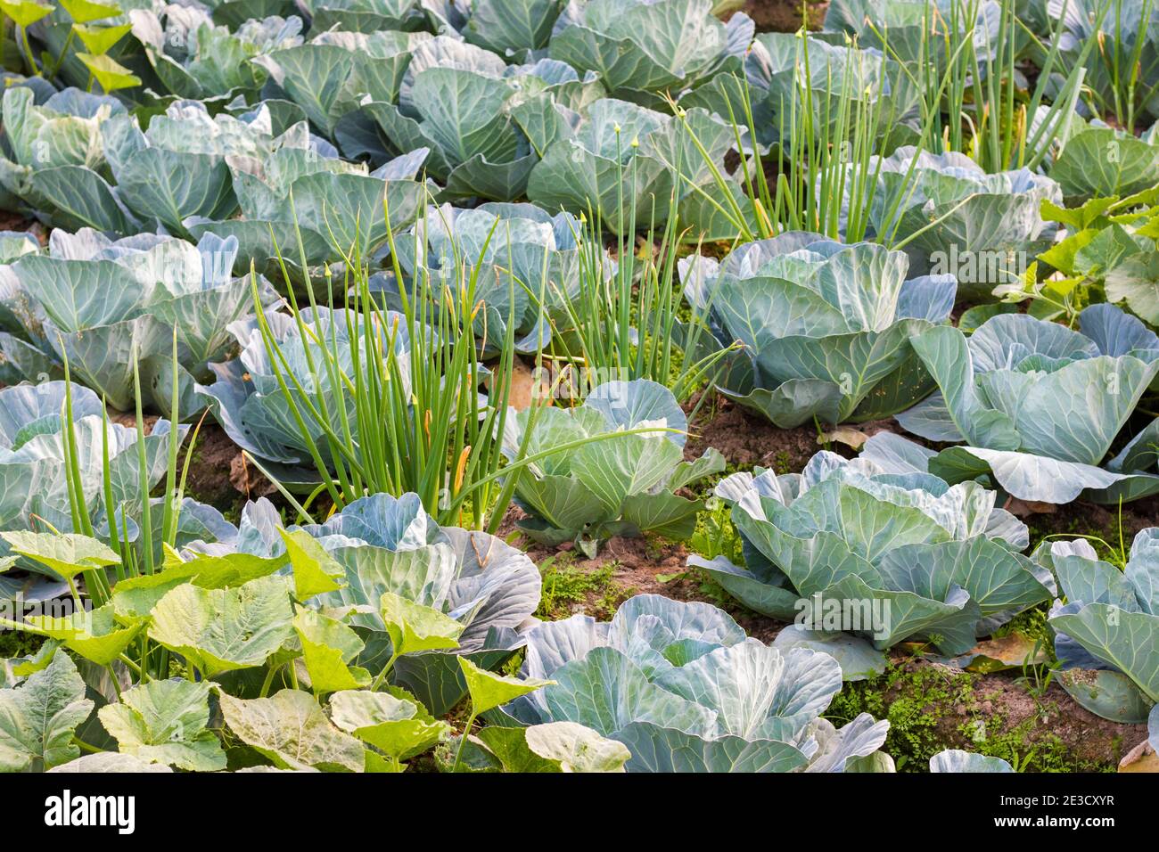 image of a beautiful cabbage garden Stock Photo - Alamy