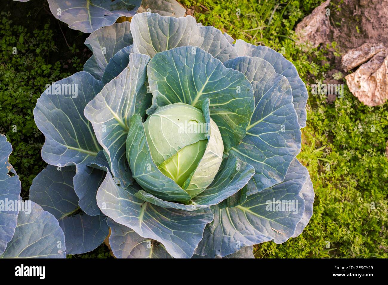 Cabbage cultivation hi-res stock photography and images - Alamy