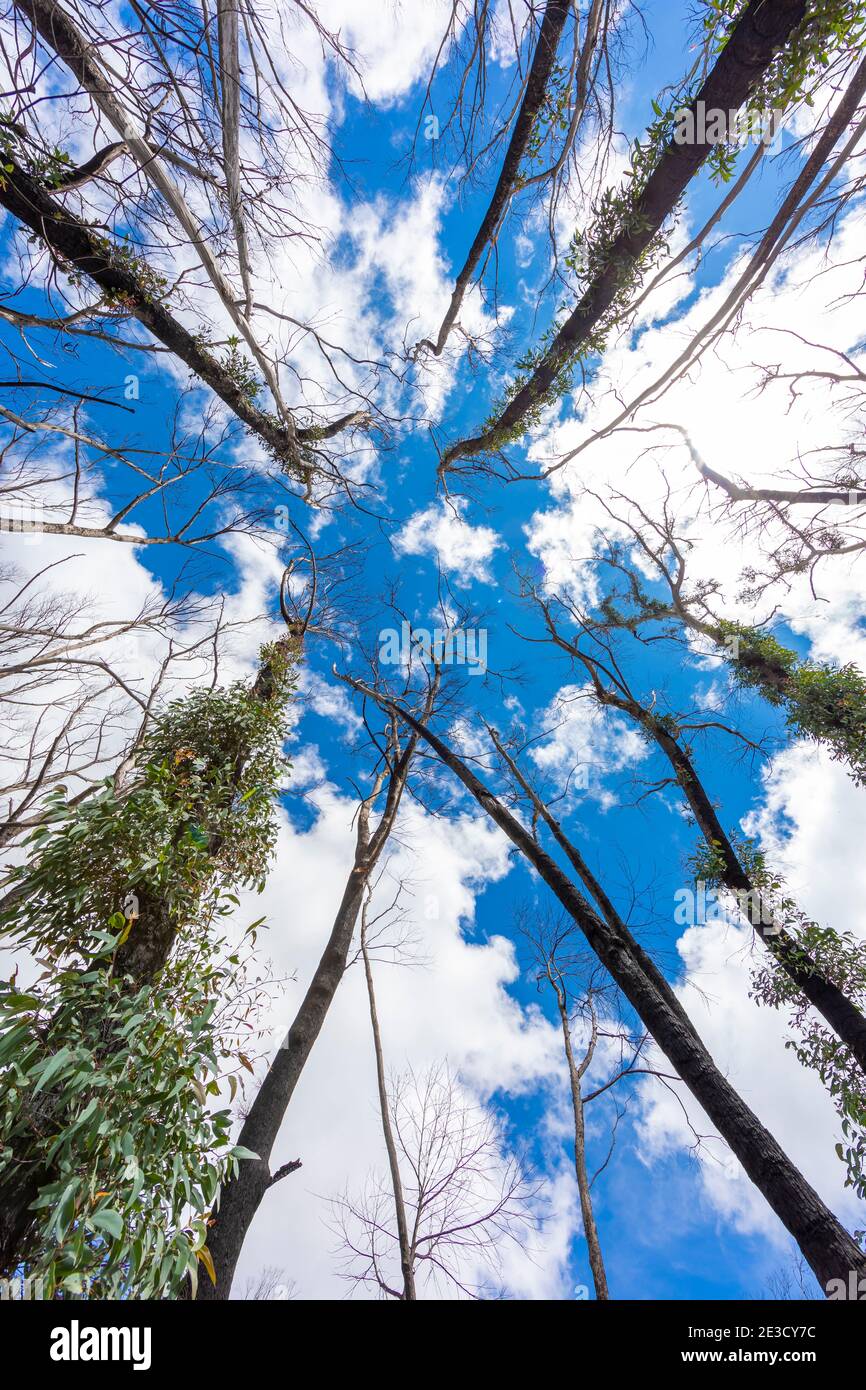 Looking up through a tree canopy into blue sky in a forest of gum trees ...